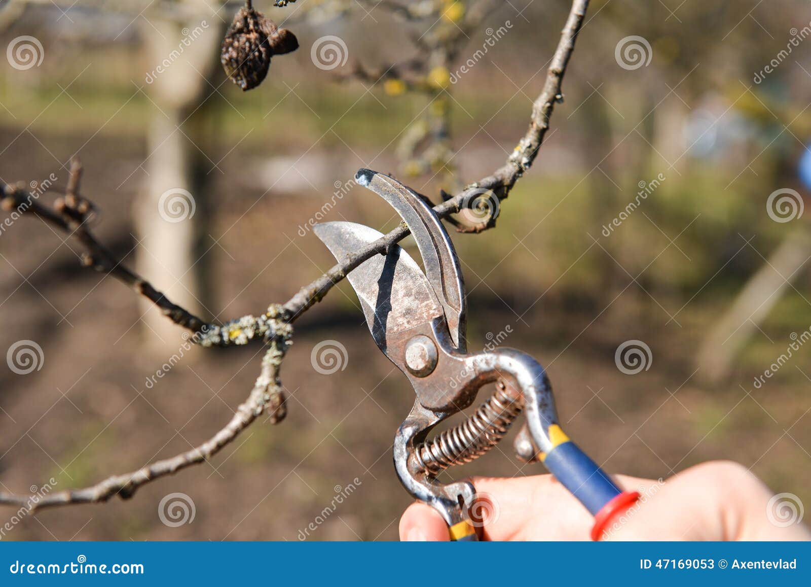 Pruning of Trees with Secateurs in the Garden Stock Image - Image of ...