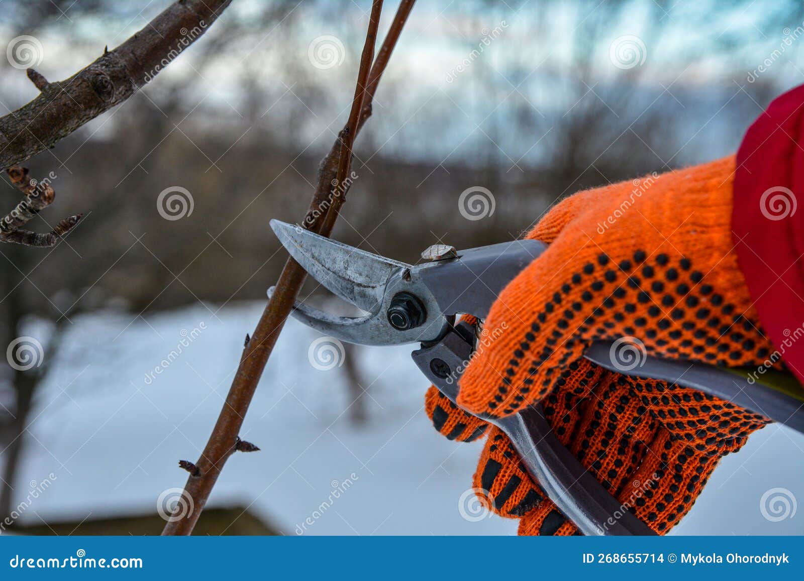 Pruning Trees by Pruning Shears Stock Photo - Image of closeup, holding ...