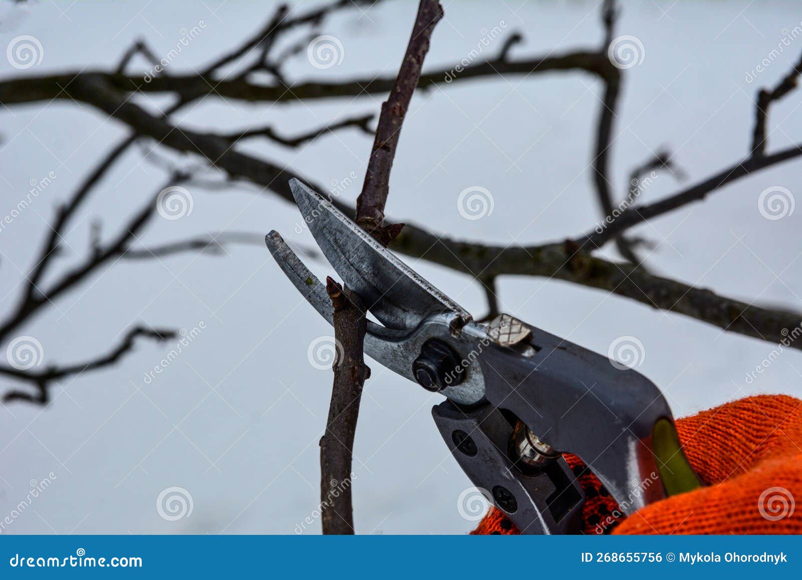 Pruning Trees by Pruning Shears Stock Photo - Image of scissors, adult ...