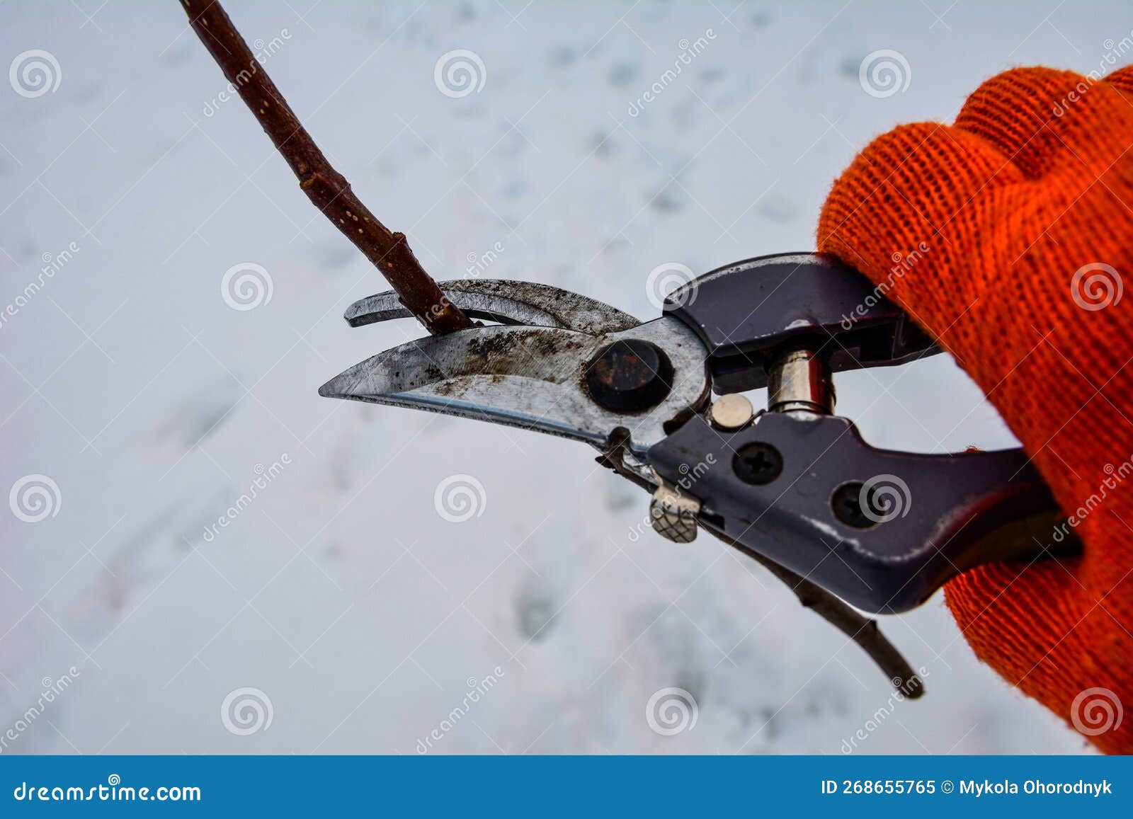 Pruning Trees by Pruning Shears Stock Image - Image of adult, nature ...