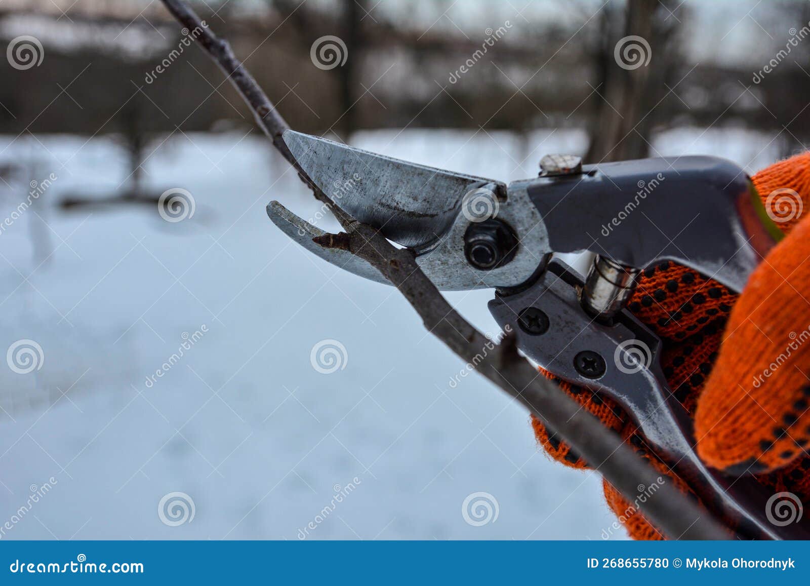 Pruning Trees by Pruning Shears Stock Photo - Image of orchard, chores ...