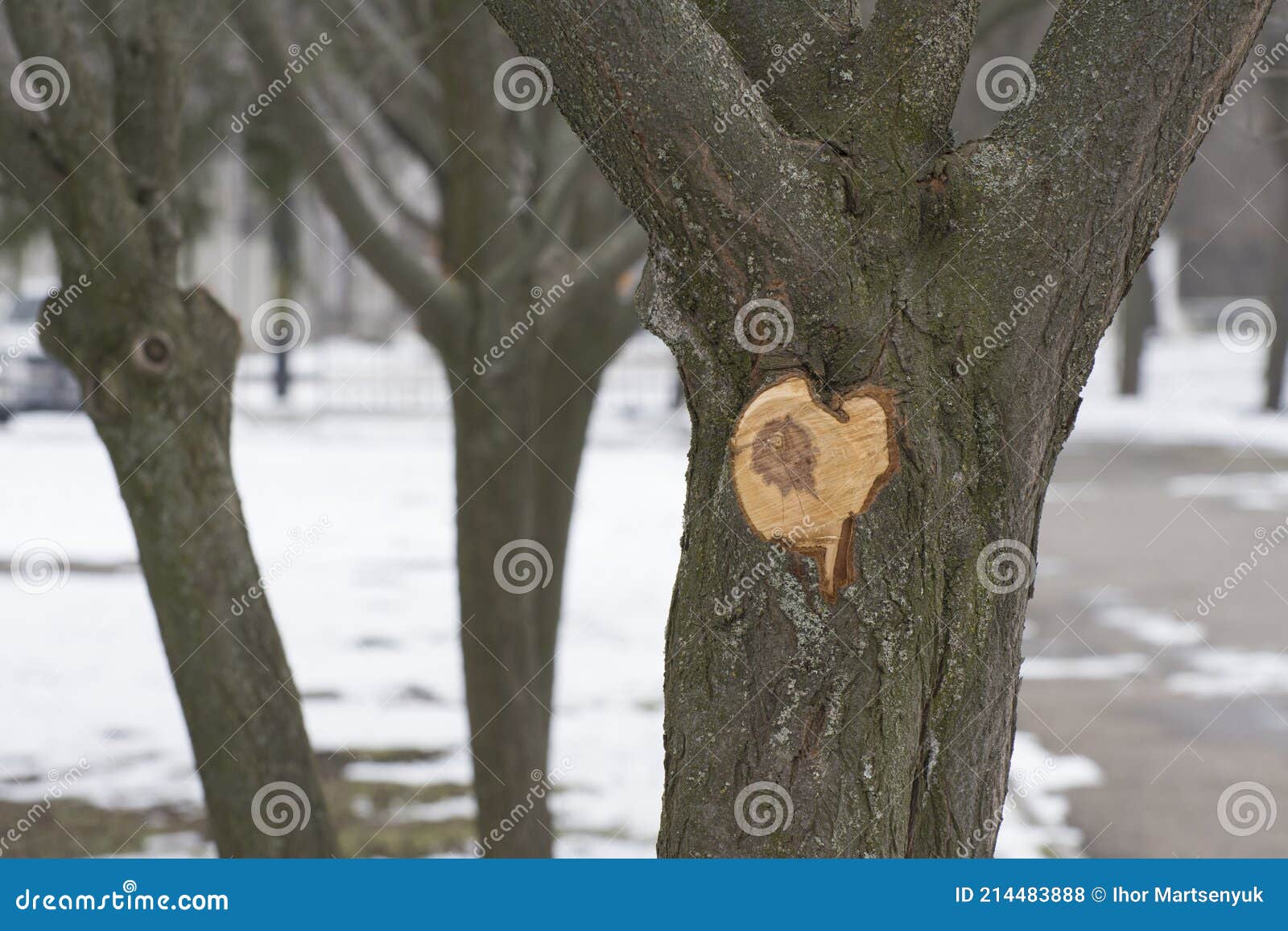 Pruning Trees in the Spring. a Cut of a Large Branch on a Tree in the ...