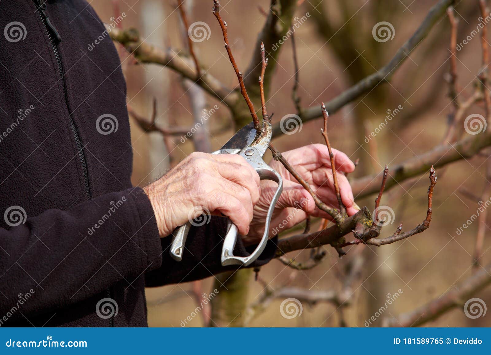 Spring pruning fruit tree stock image. Image of secateurs - 181589765