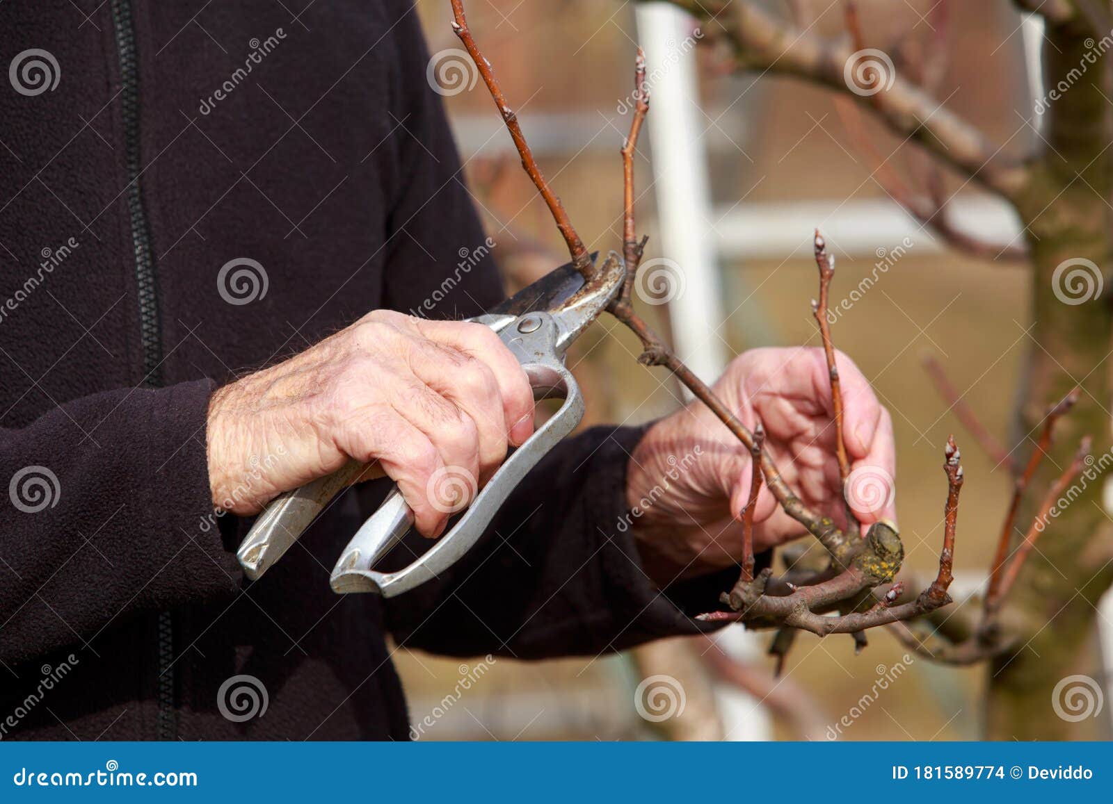 Spring pruning fruit tree stock photo. Image of shrub - 181589774