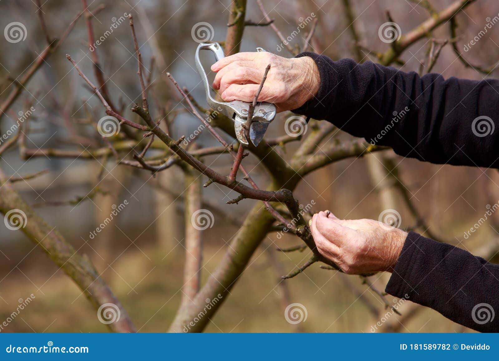 Spring pruning fruit tree stock photo. Image of gardener - 181589782