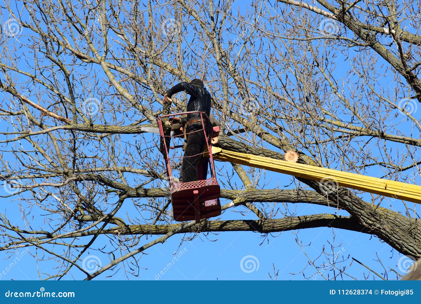 Pruning Trees Using a Lift-arm Stock Photo - Image of cutter, picker ...