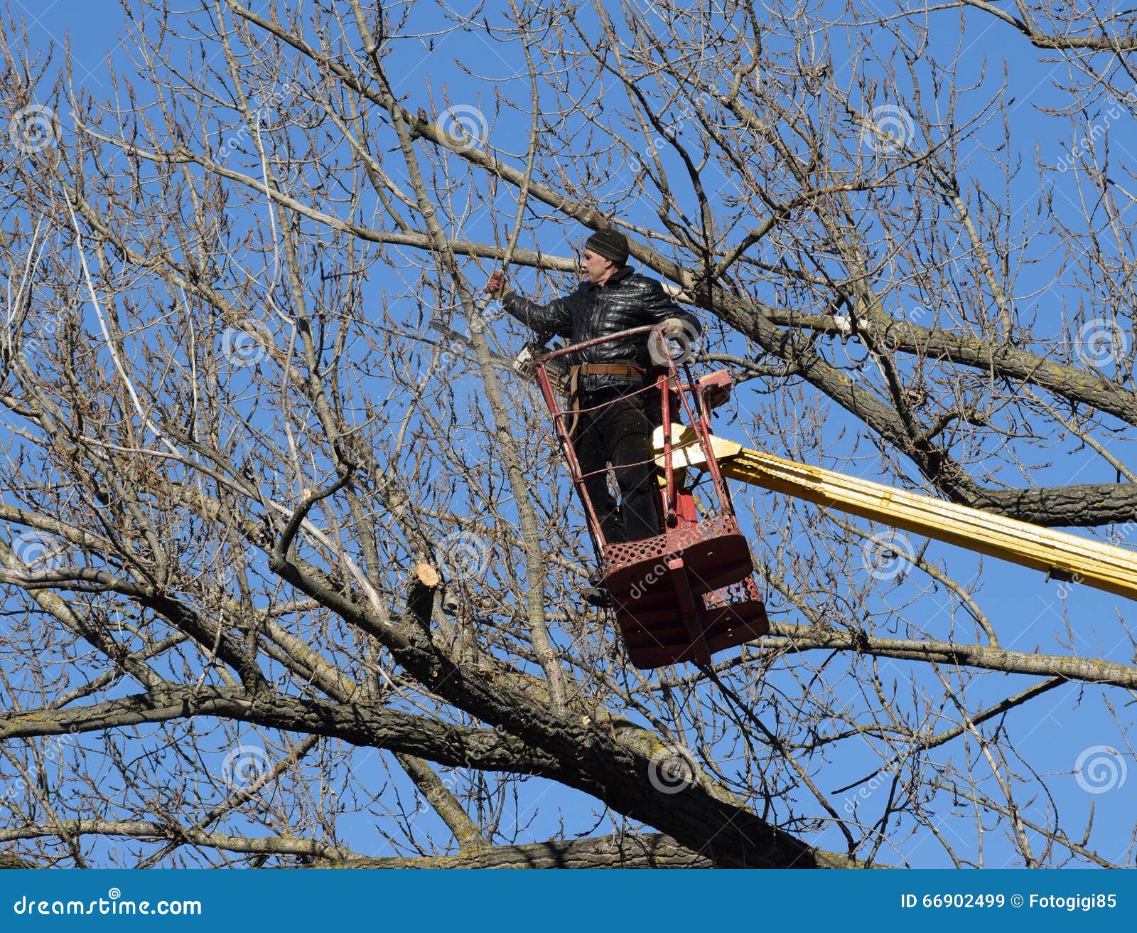 Pruning Trees Using a Lift-arm Editorial Stock Image - Image of cutter ...