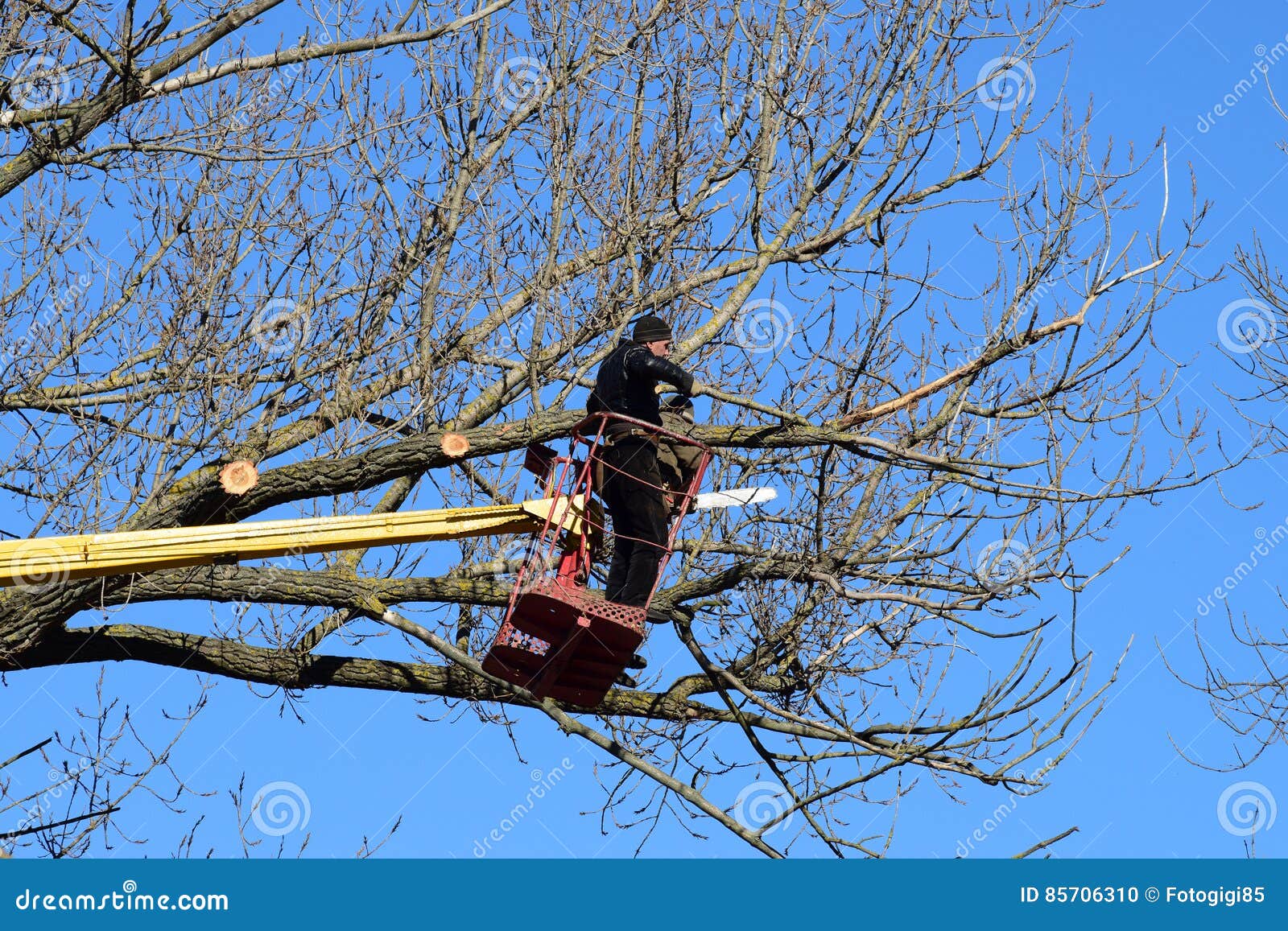 Pruning Trees Using a Lift-arm Editorial Image - Image of helmet, chain ...