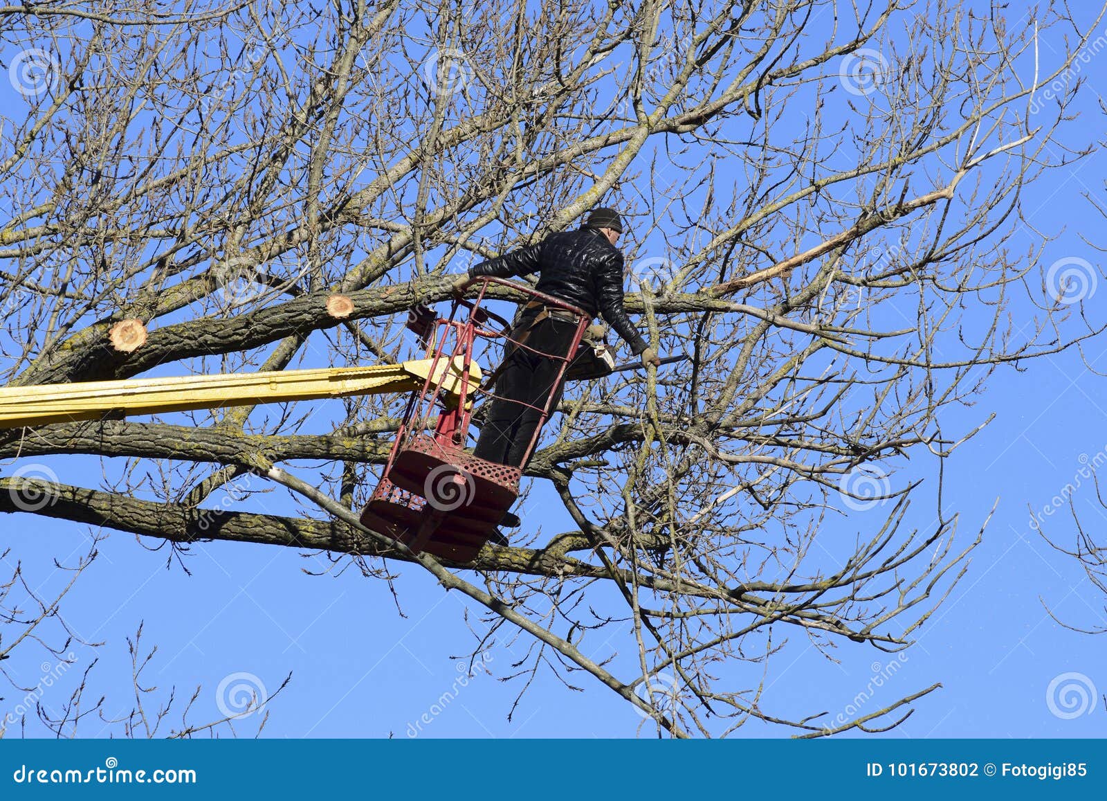 Pruning Trees Using a Lift-arm Editorial Photography - Image of basket ...