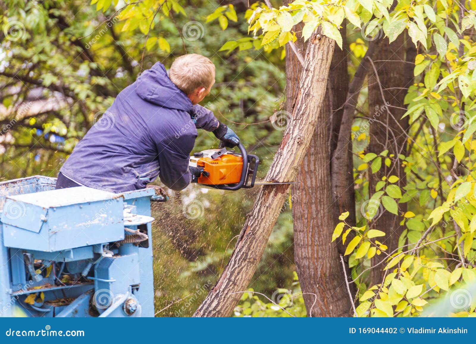 Pruning Trees by Utility Workers Editorial Photography - Image of ...