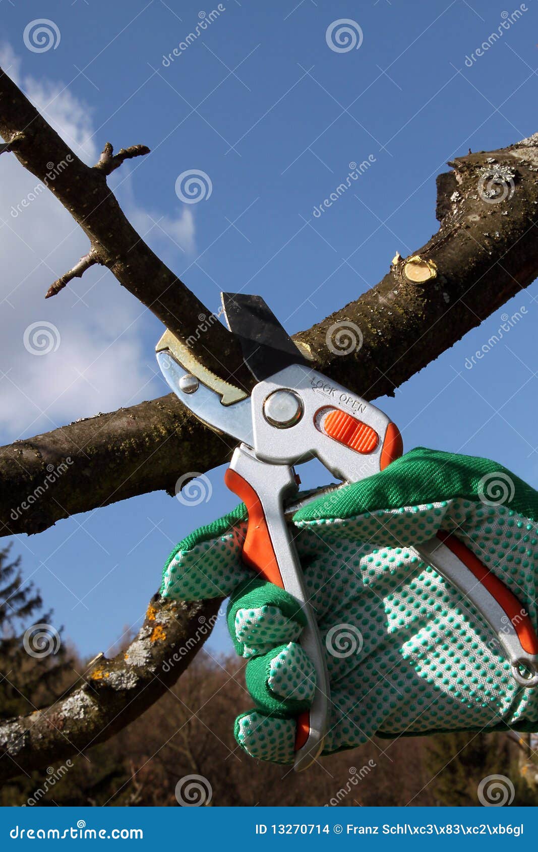 Pruning twigs and branches stock photo. Image of tree - 13270714