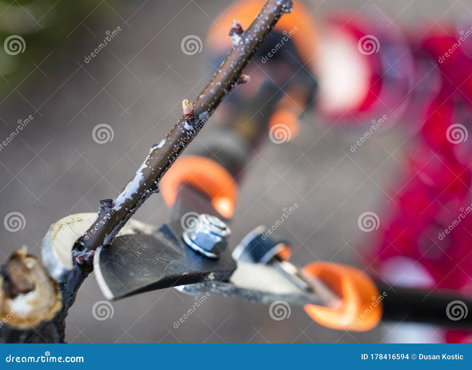 Pruning Twigs and Branches. Trim, Cutter Stock Photo - Image of season ...