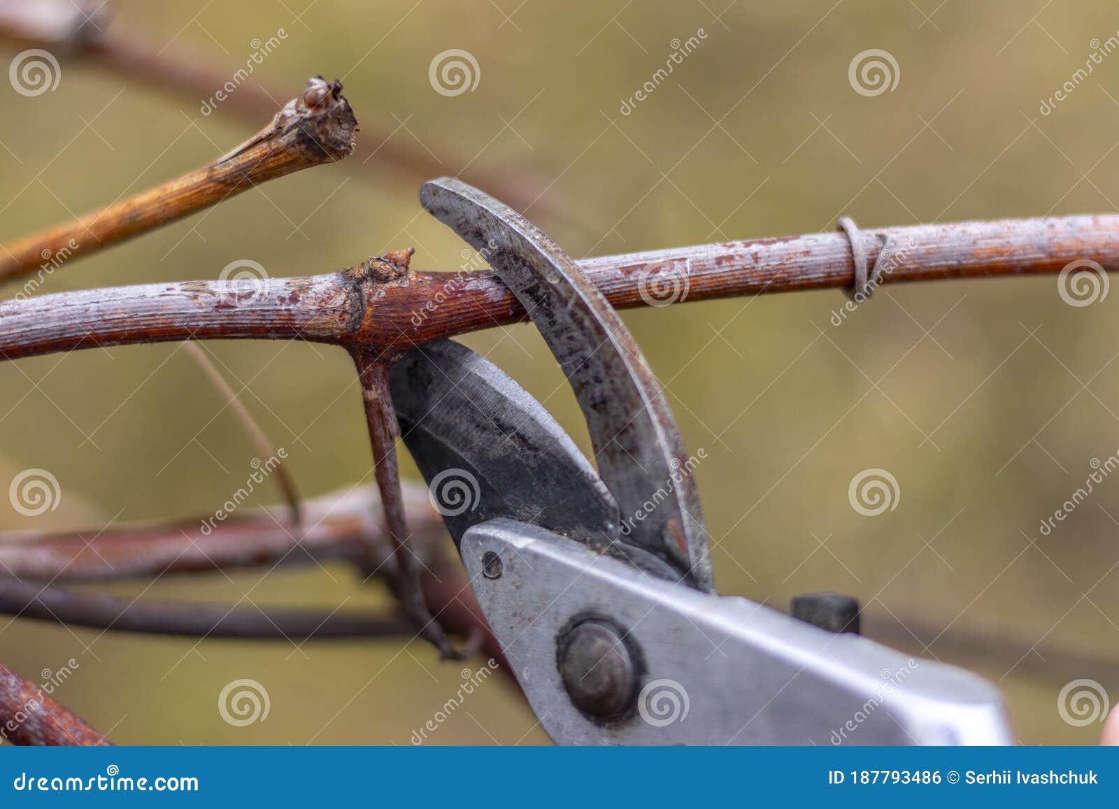 Pruning a Vine. Spring Work in a Vineyard. Close Up, Blurred Background ...