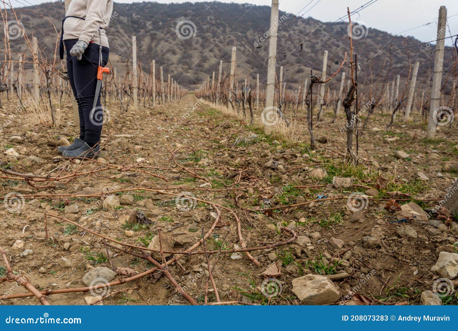 Pruning vineyards stock image. Image of grape, prune - 208073283