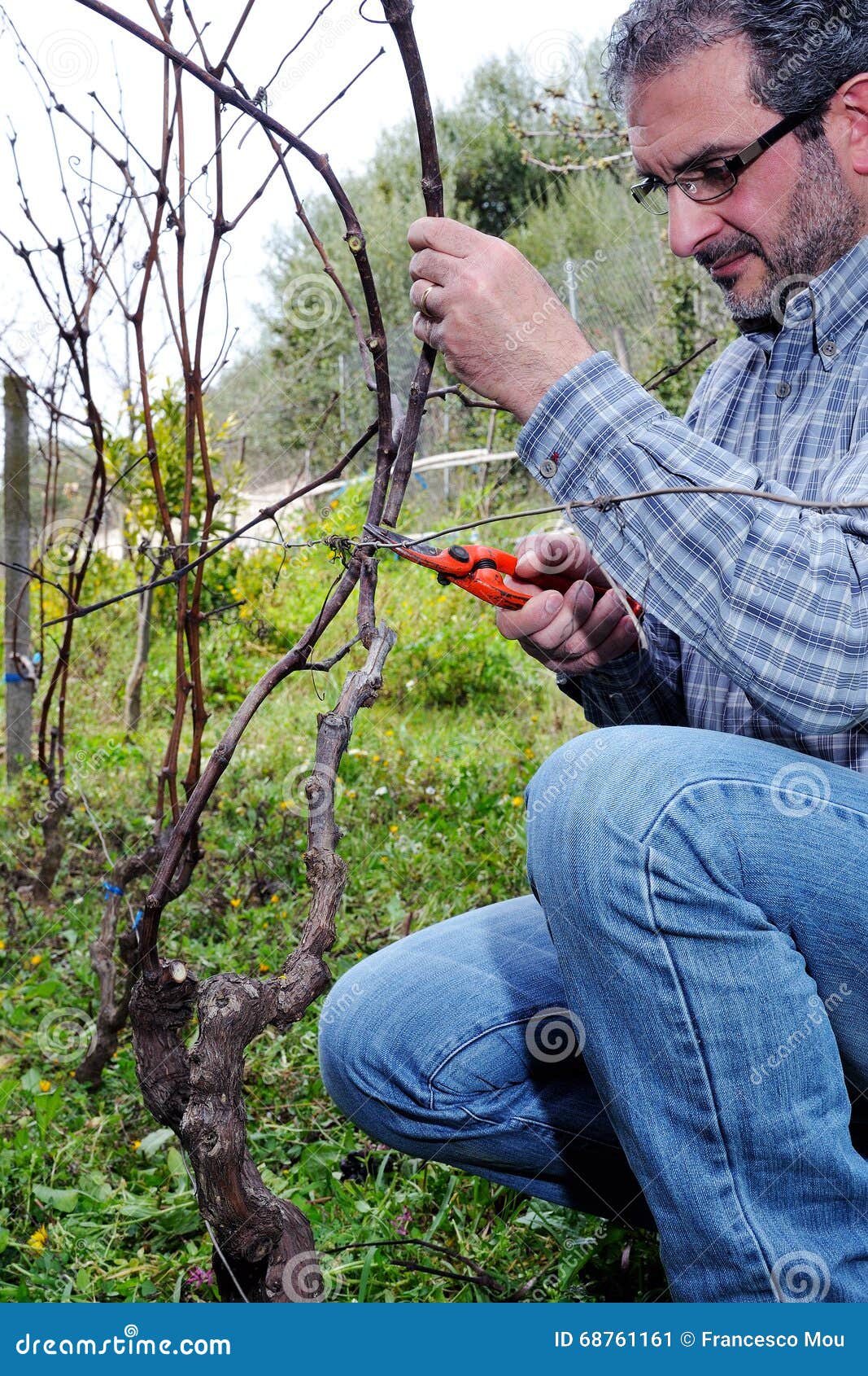 Pruning of the vineyards stock image. Image of farmer - 68761161