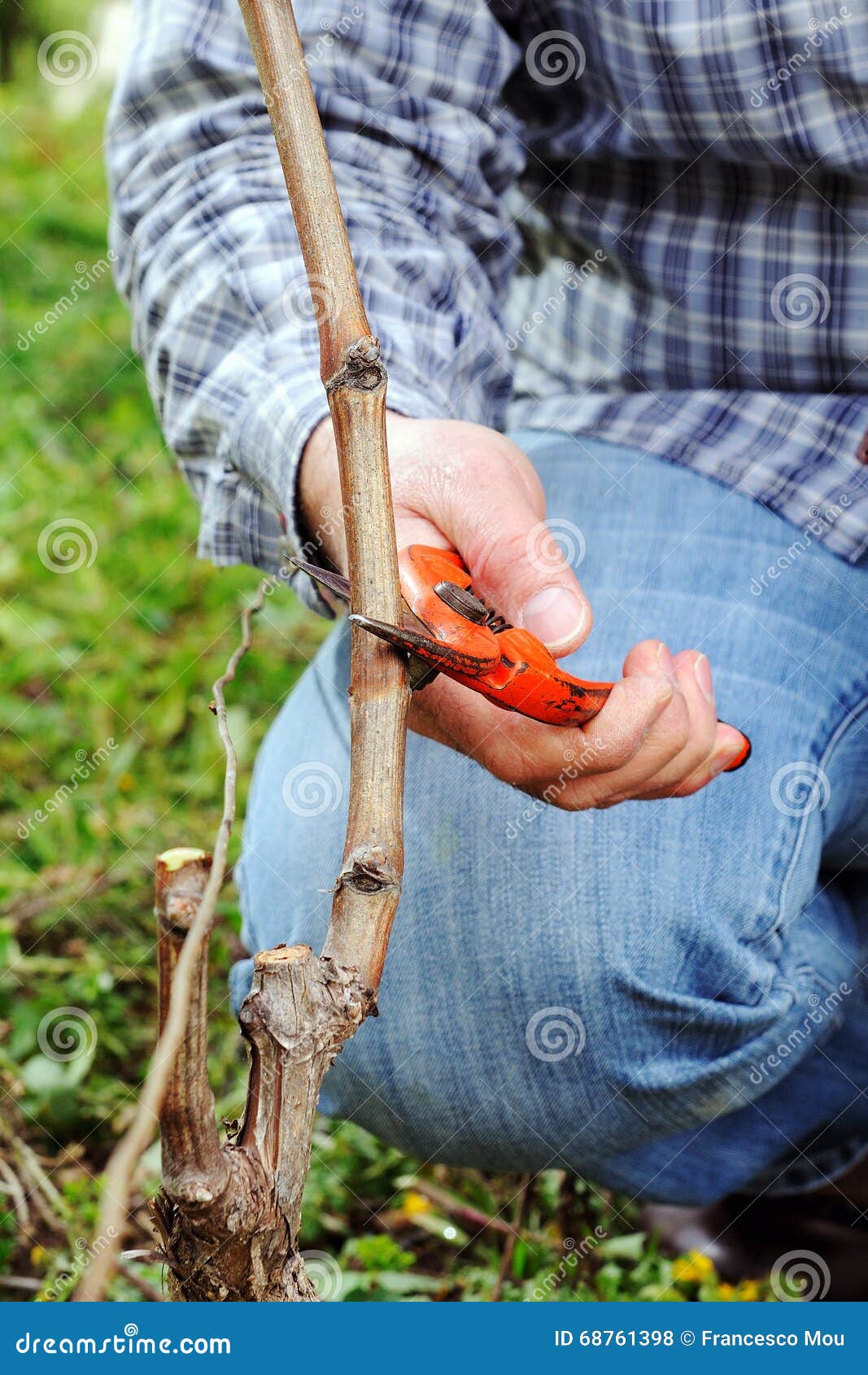 Pruning of the vineyards stock photo. Image of branches - 68761398