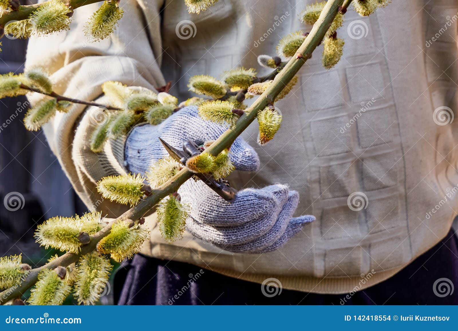 Pruning willow stock photo. Image of tool, shrub, hand - 142418554