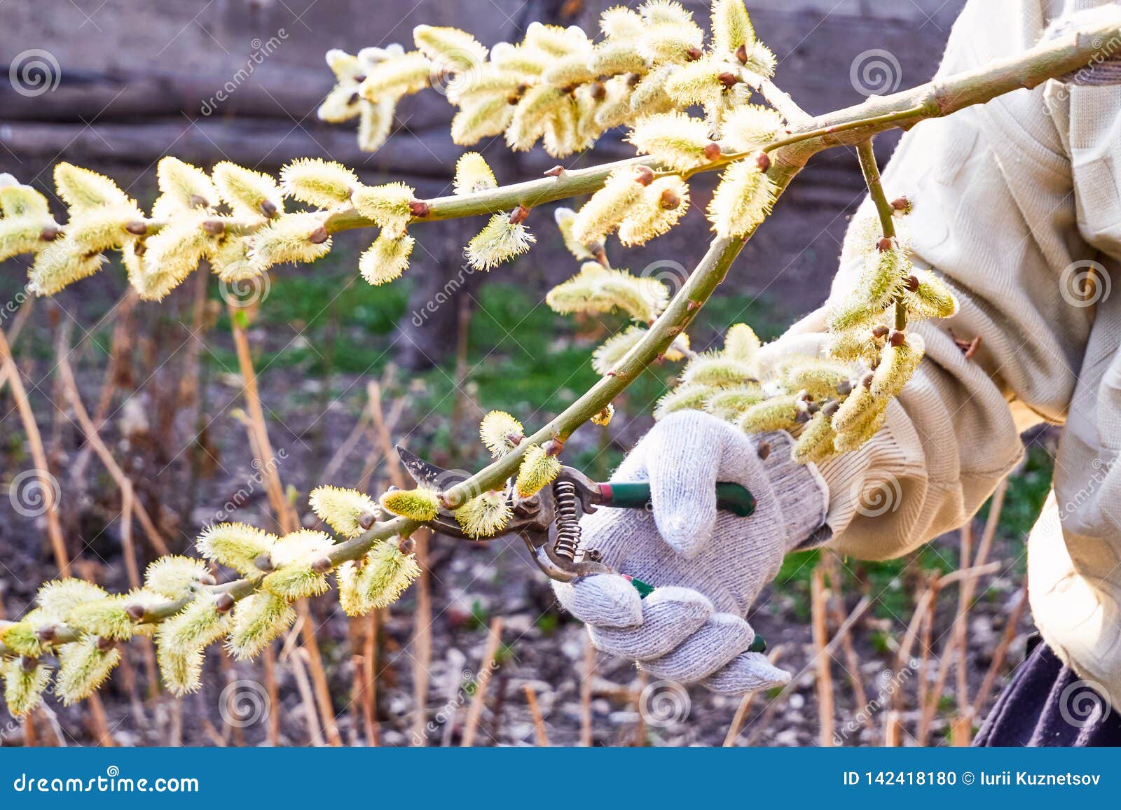 Pruning willow stock photo. Image of equipment, flower - 142418180