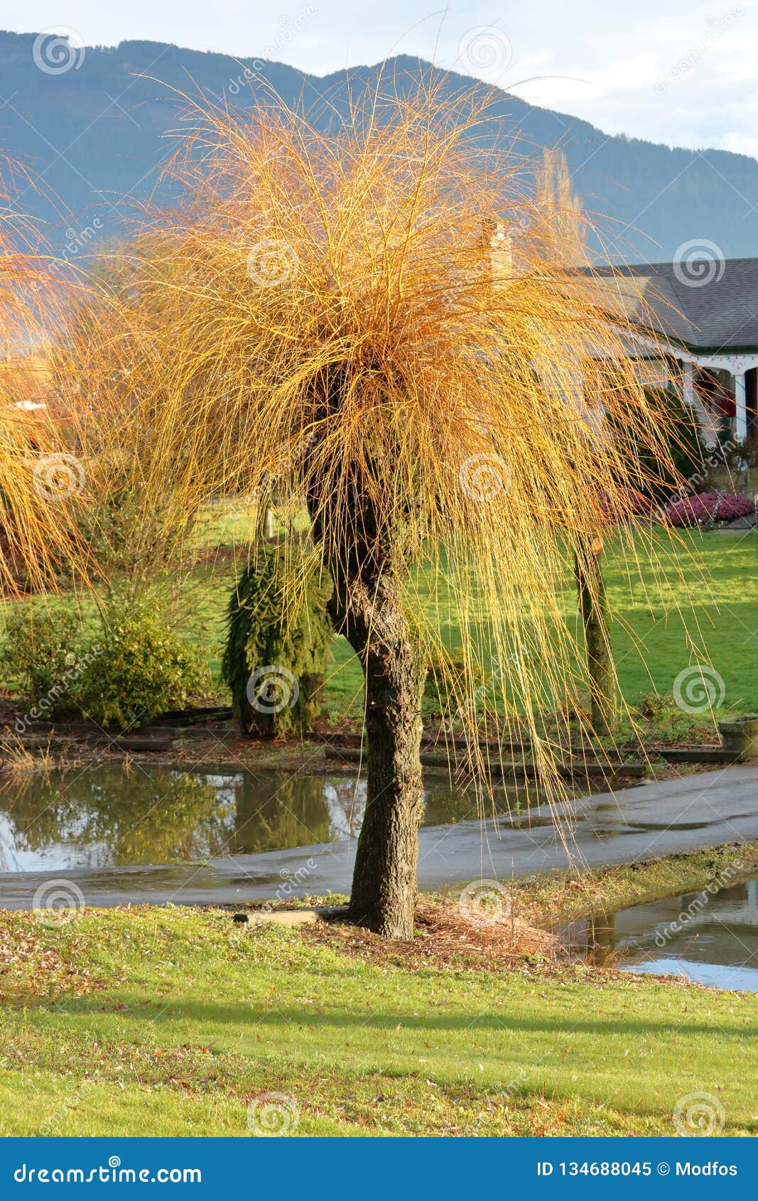 Pruning a Willow Tree and Landscaping Stock Image - Image of winter ...