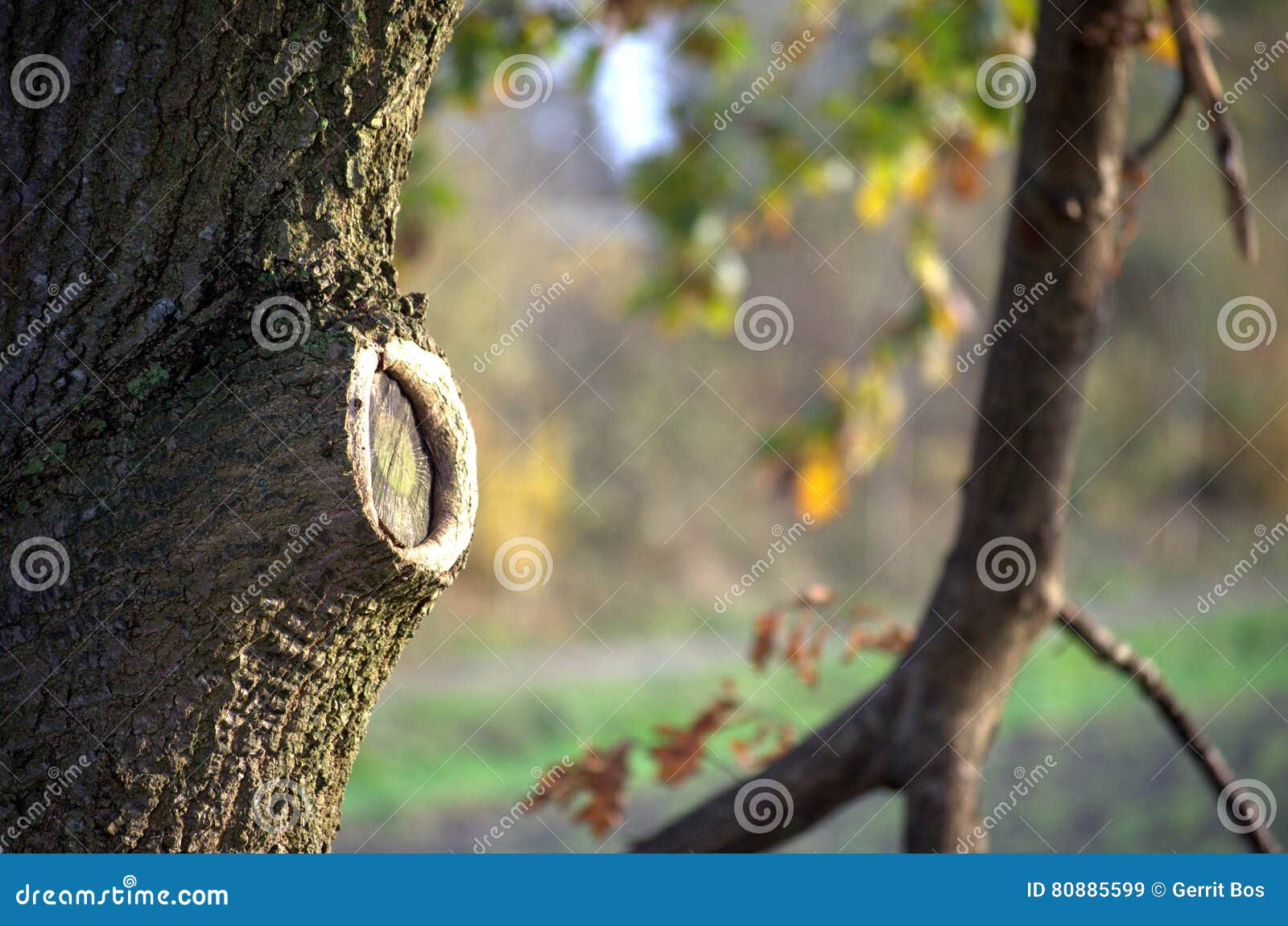 Pruning wound stock image. Image of fall, cutting, nature - 80885599