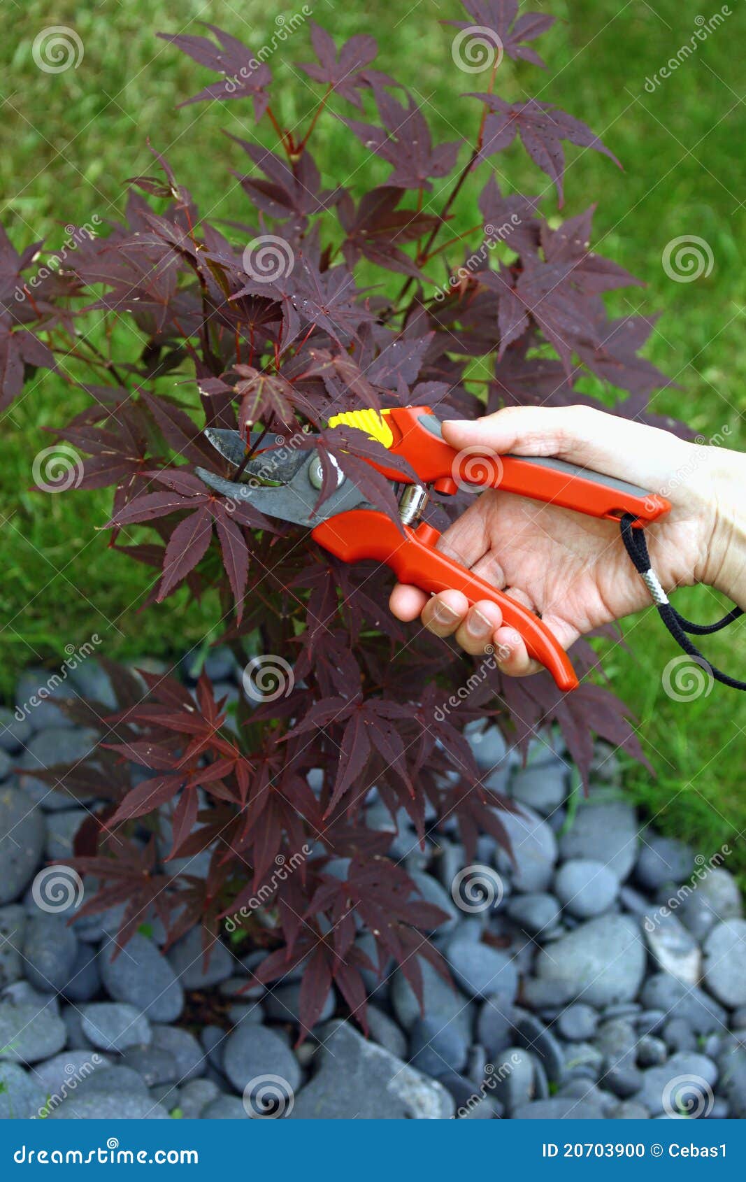 Pruning young tree stock photo. Image of nature, outside - 20703900