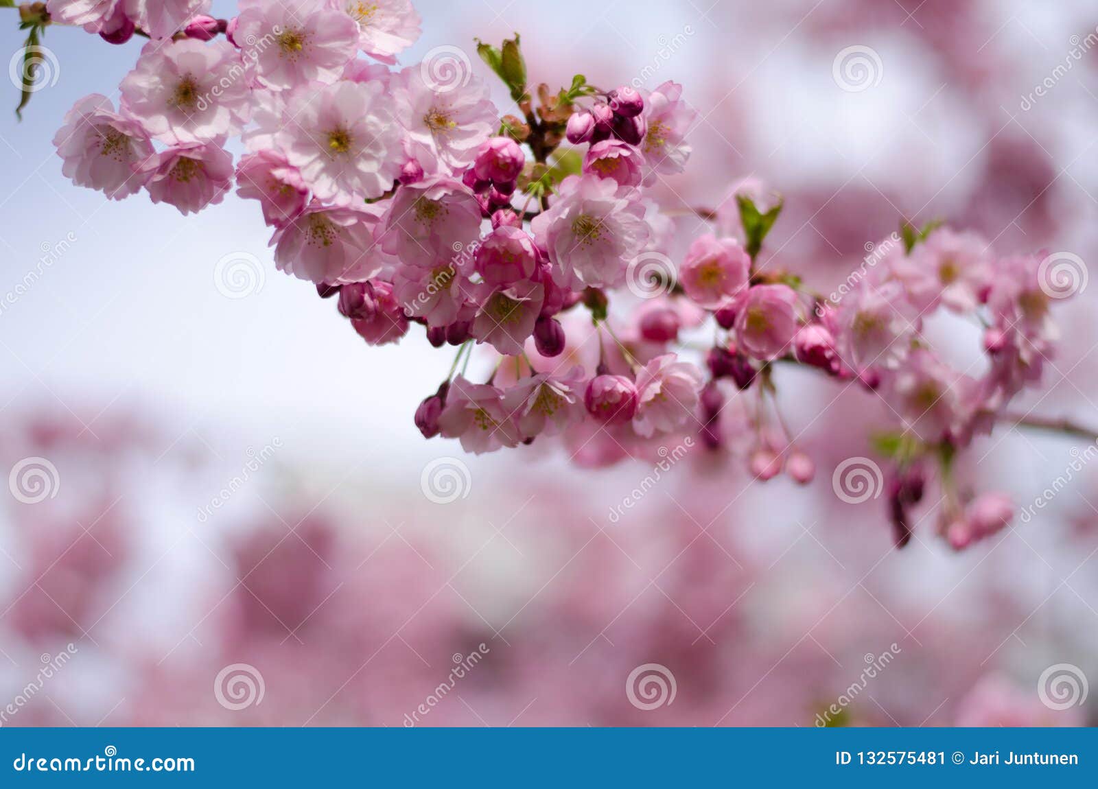 Prunus Accolade stock image. Image of beautiful, floral - 132575481