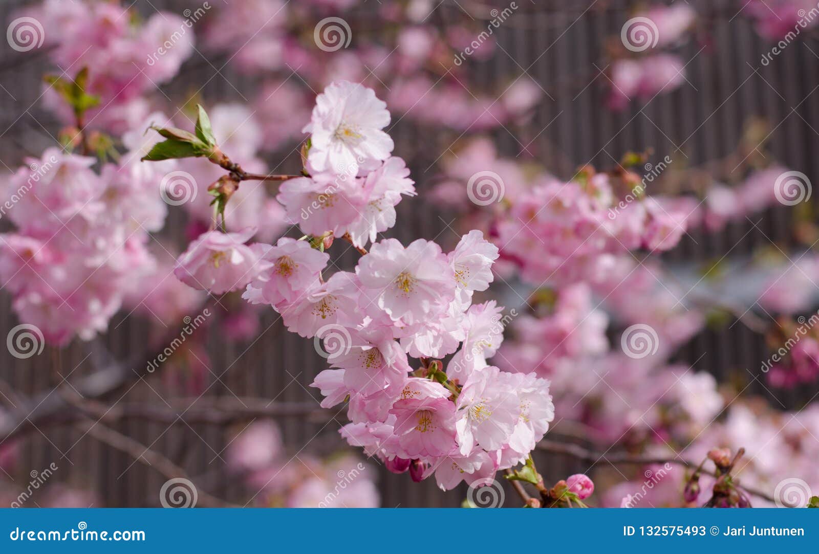 Prunus Accolade stock image. Image of flower, ornamental - 132575493