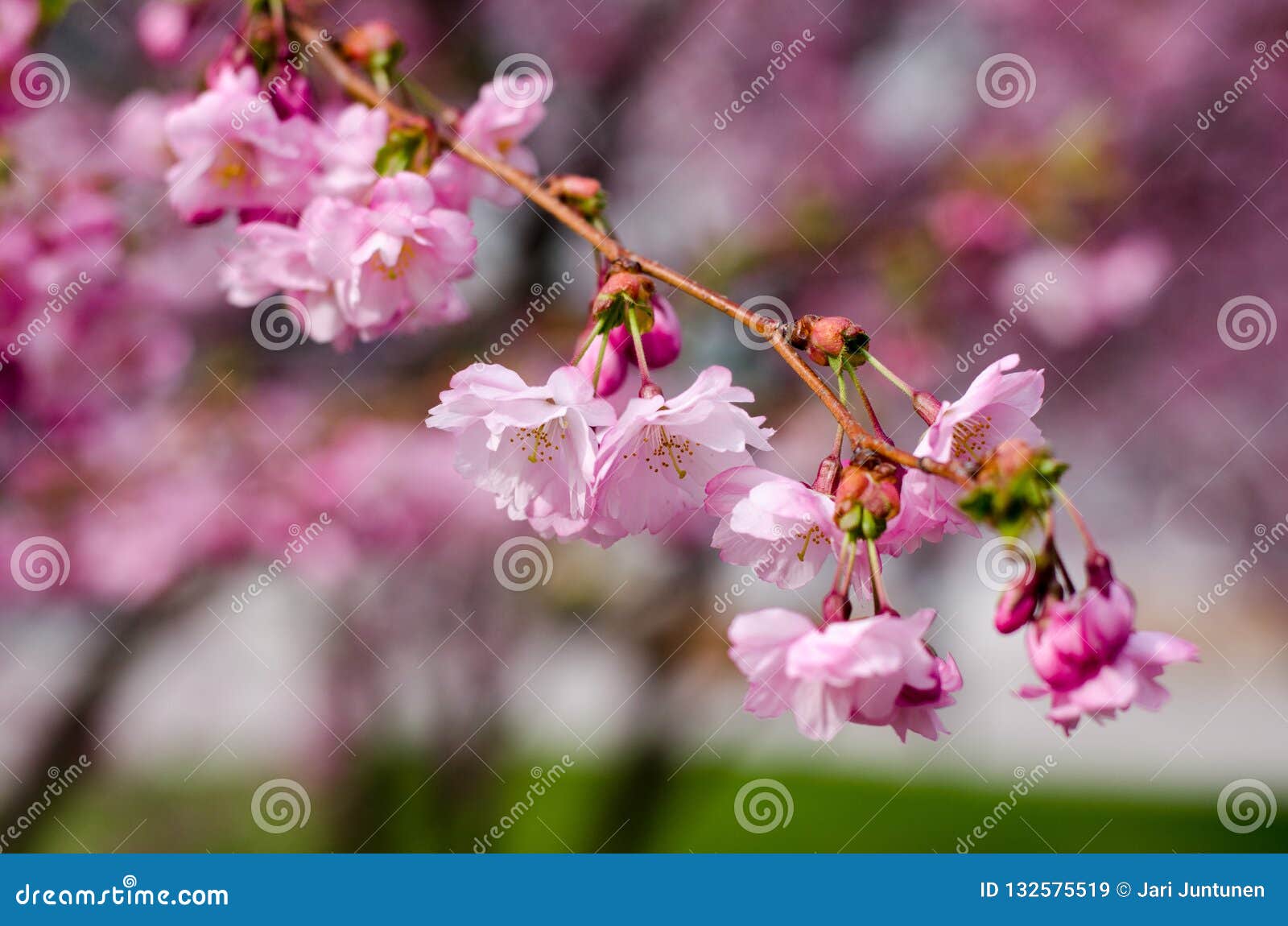 Prunus Accolade stock image. Image of flower, japan - 132575519