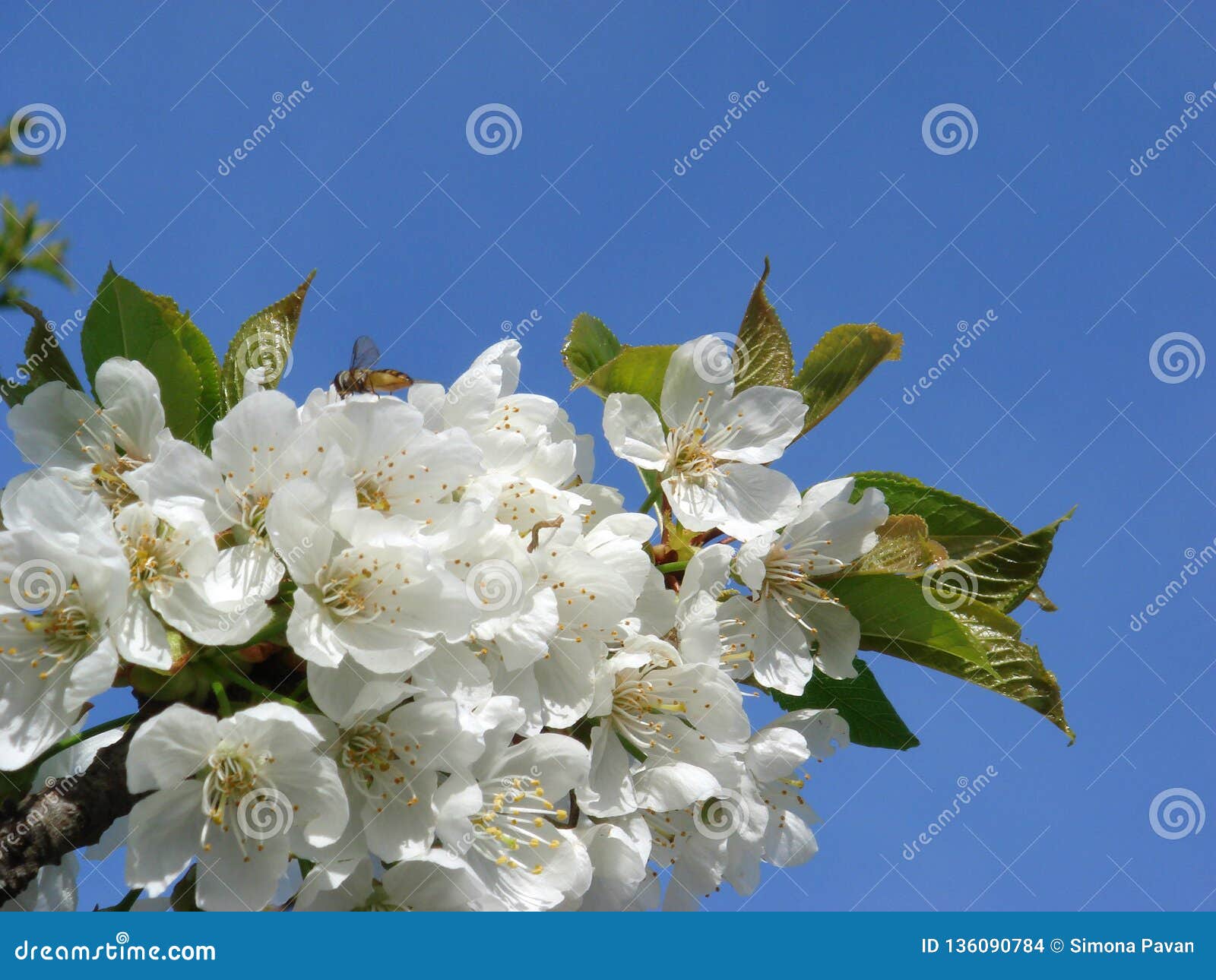 Prunus avium white blossom stock photo. Image of pollen - 136090784