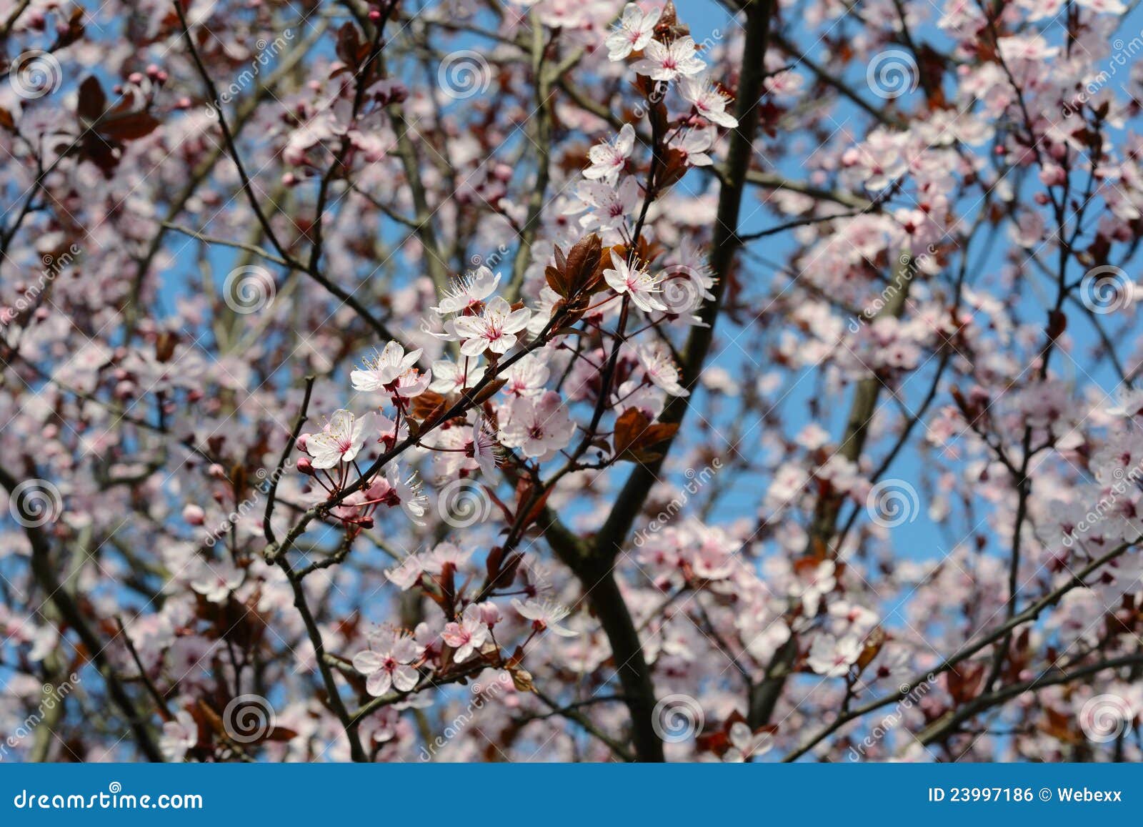 Blood Plum Prunus Cerasifera Stock Images by Megapixl