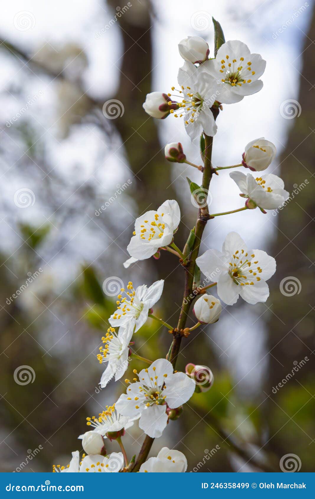 Prunus Cerasifera Blooming White Plum Tree. White Flowers of Prunus ...