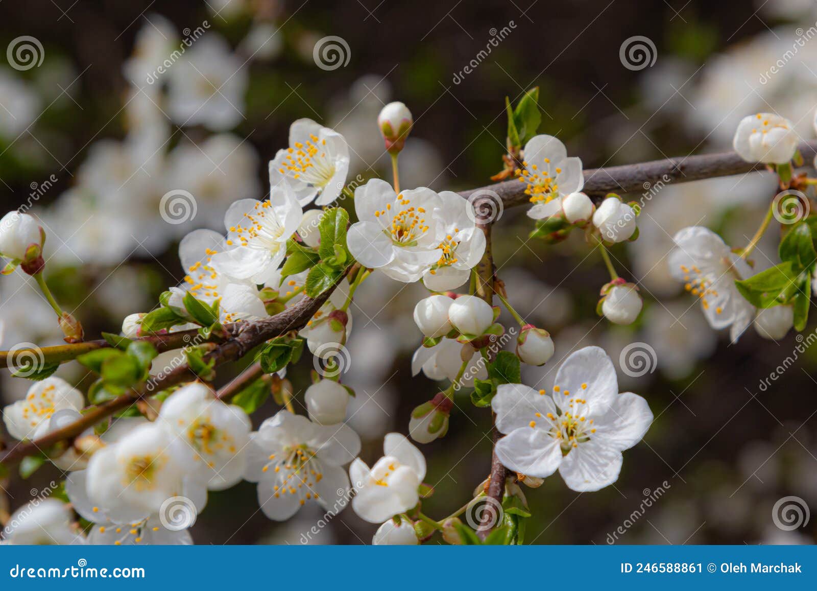 Prunus Cerasifera Blooming White Plum Tree. White Flowers of Prunus ...