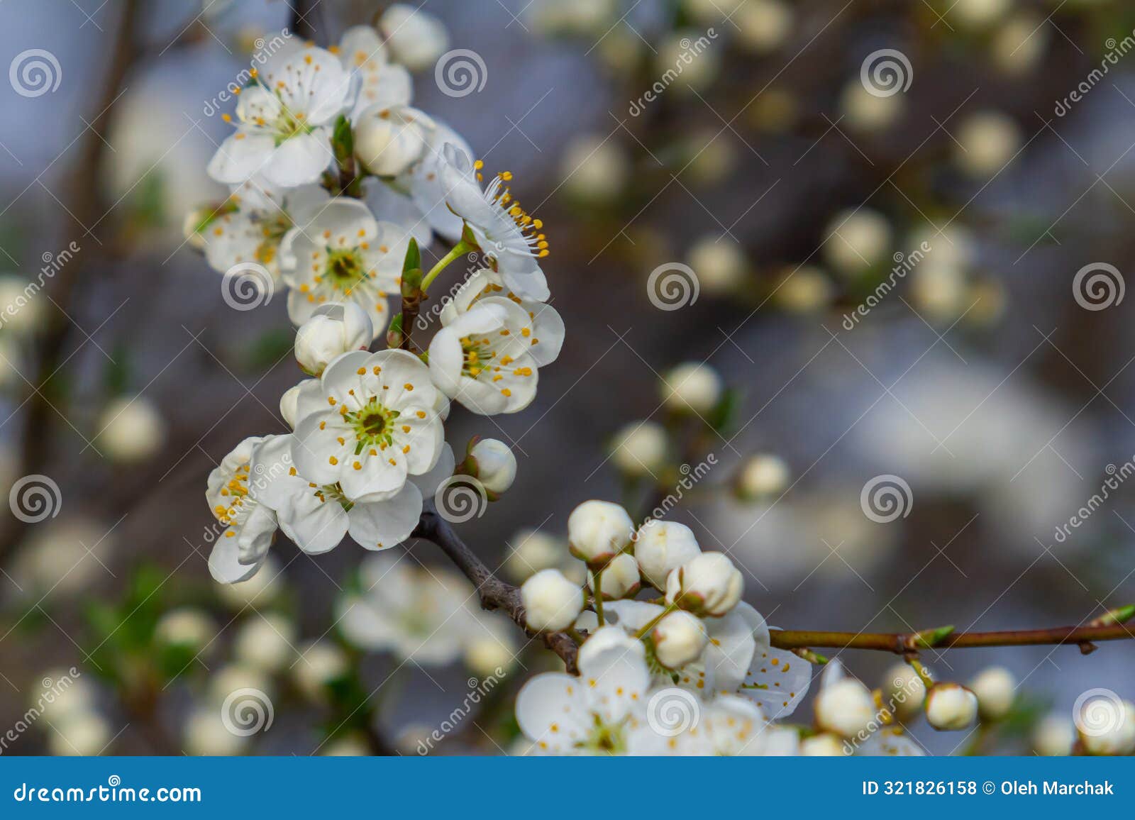 Prunus Cerasifera Blooming White Plum Tree. White Flowers of Prunus ...
