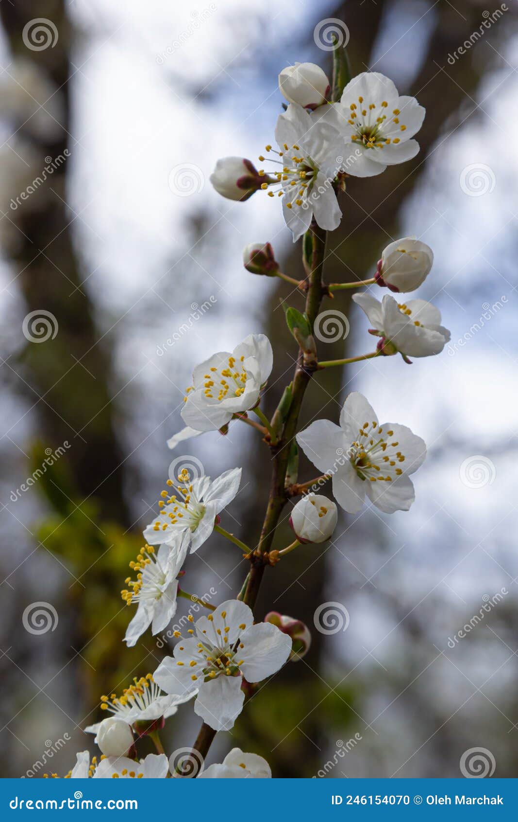 Prunus Cerasifera Fleurir Prunier Blanc. Fleurs Blanches De Prunus ...
