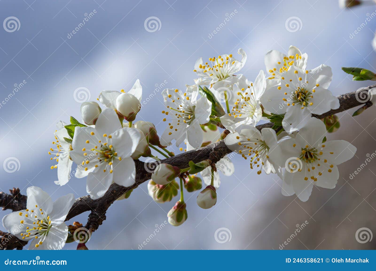 Prunus Cerasifera Fleurir Prunier Blanc. Fleurs Blanches De Prunus ...