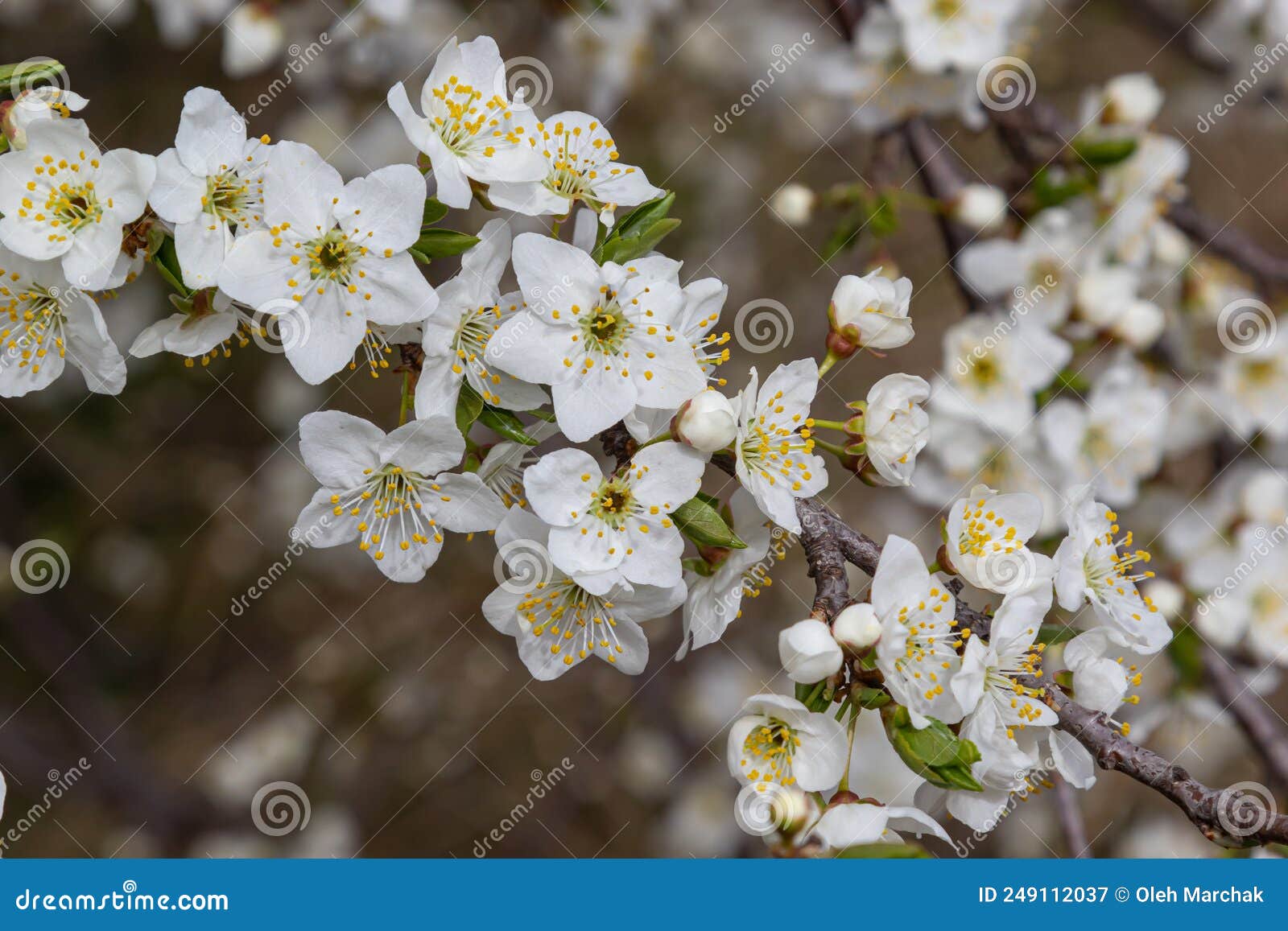 Prunus Cerasifera Fleurir Prunier Blanc. Fleurs Blanches De Prunus ...