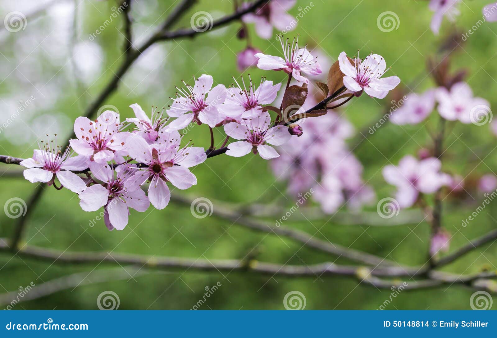 Prunus Cerasifera Thundercloud Stock Photo - Image of blossoms, flowers ...
