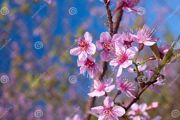 Prunus cerasoides stock image. Image of puddum, thailand - 14755705