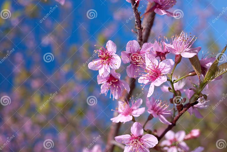 Prunus cerasoides stock image. Image of puddum, thailand - 14755705