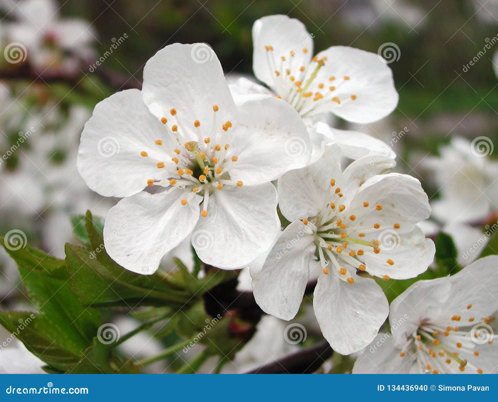 Prunus Cerasus White Flower Stock Photo - Image of inflorescence, tart ...