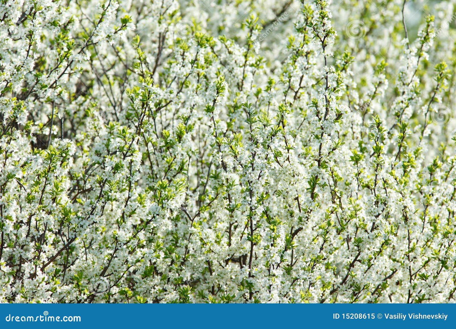 Prunus Domestica, Plum Tree Stock Image | CartoonDealer.com #15208615