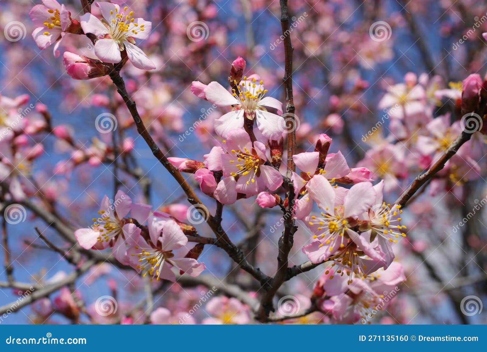 Prunus Dulcis, Amygdalus Communis Stock Photo - Image of spring ...