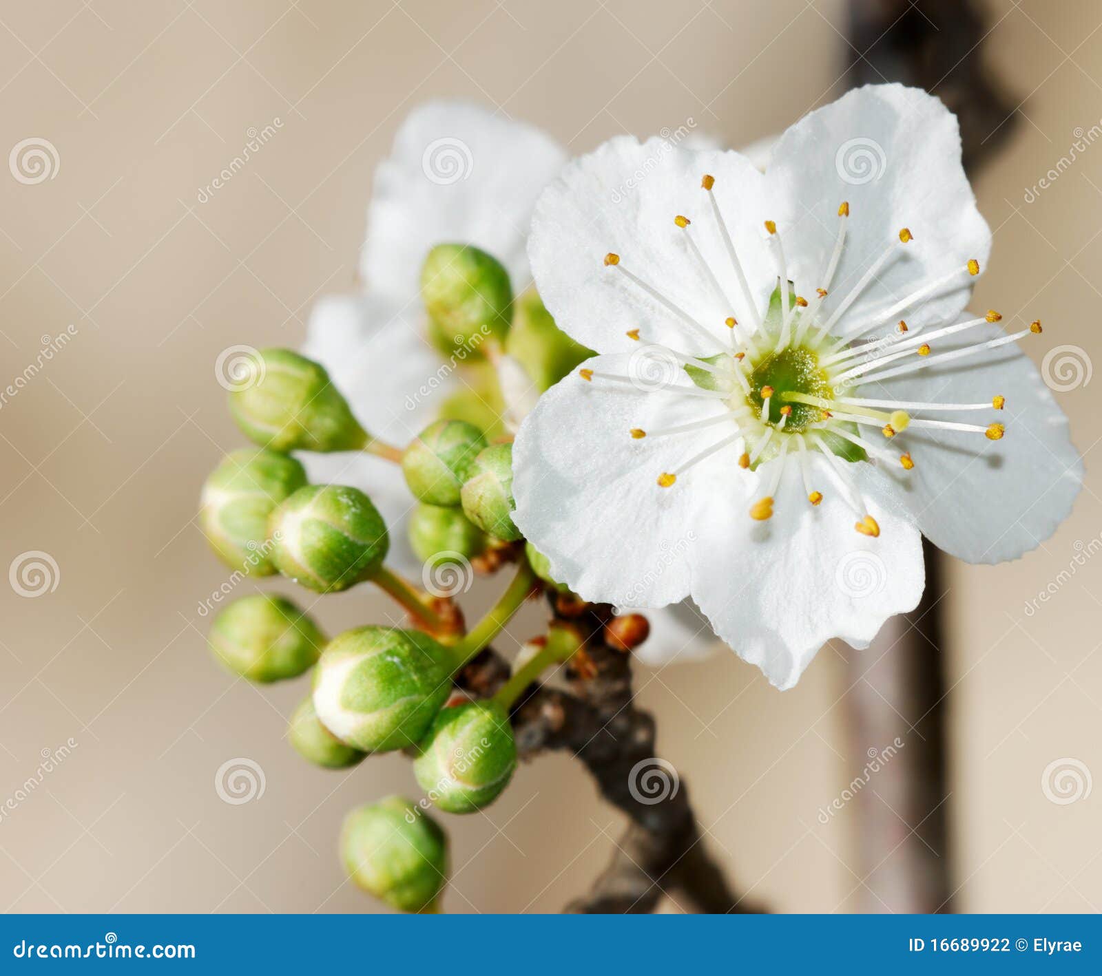 Prunus flowers stock photo. Image of bright, plum, inflorescense - 16689922