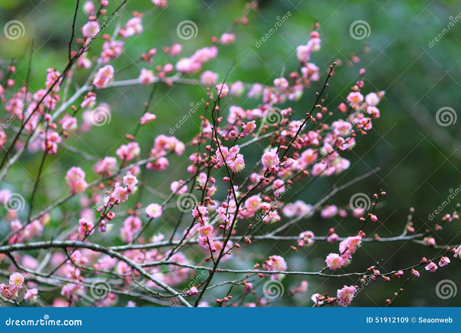 Prunus mume stock image. Image of traditional, vietnam - 51912109