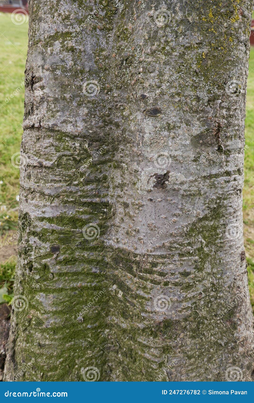 Prunus padus tree close up stock photo. Image of birdcherry - 247276782