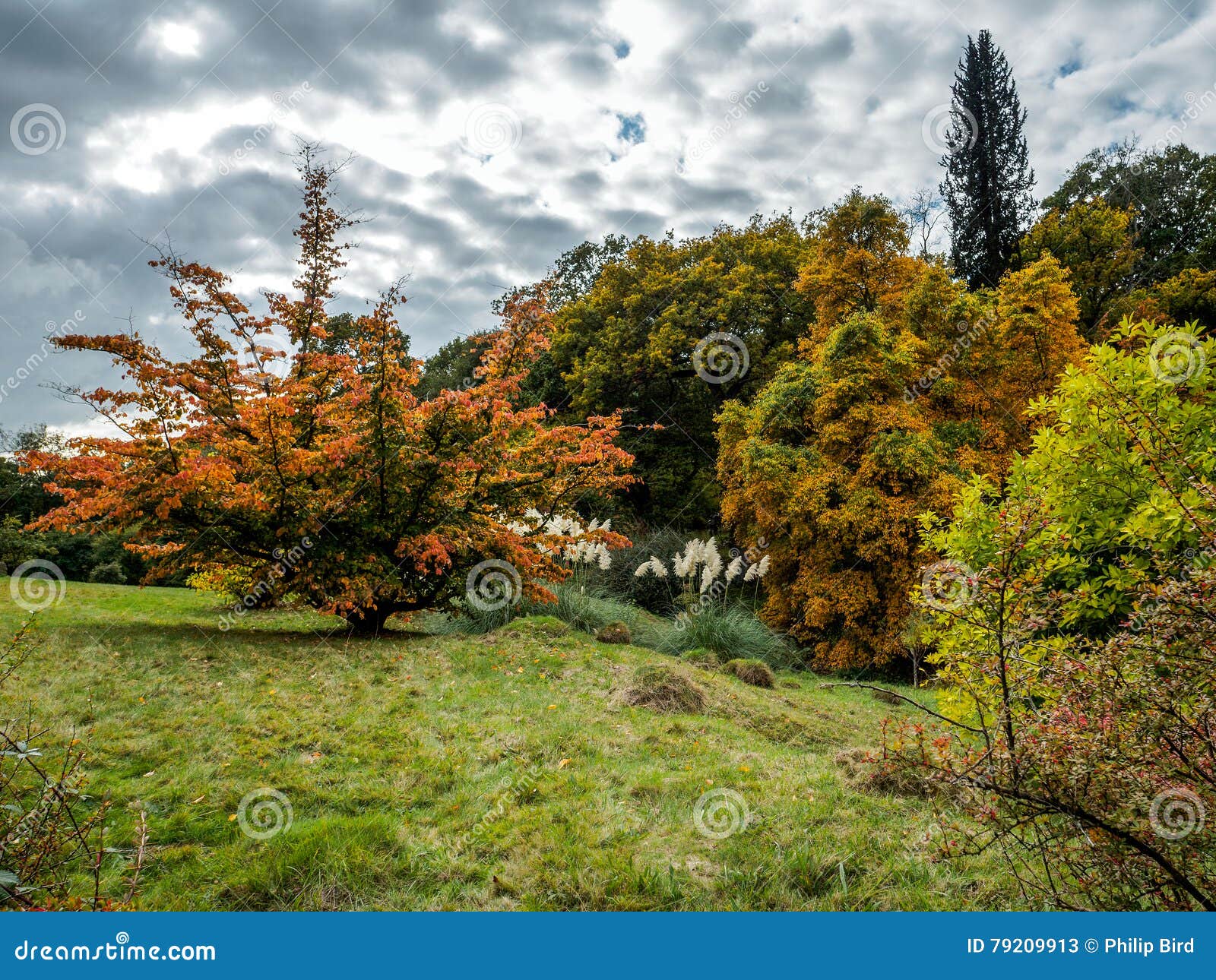 Prunus Pandora Tree stock image. Image of single, clouds - 79209913