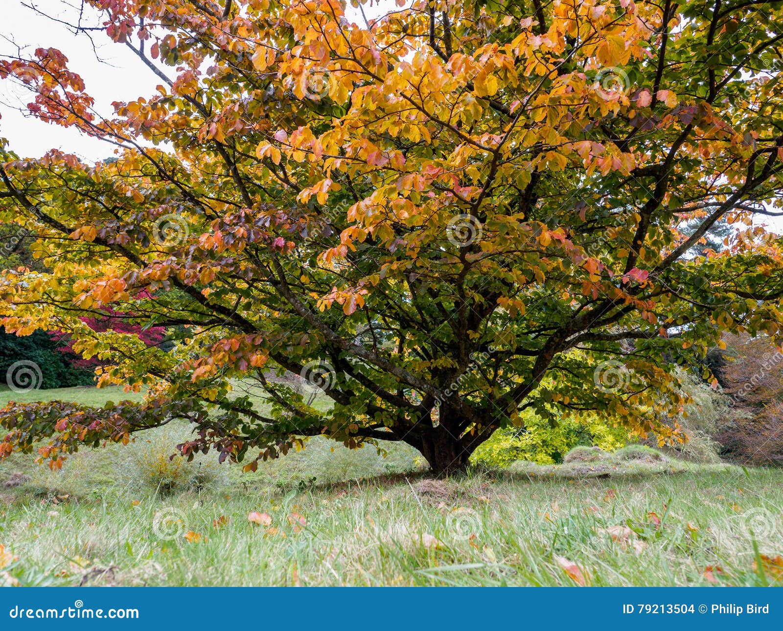 Prunus Pandora Tree stock photo. Image of orange, grass - 79213504
