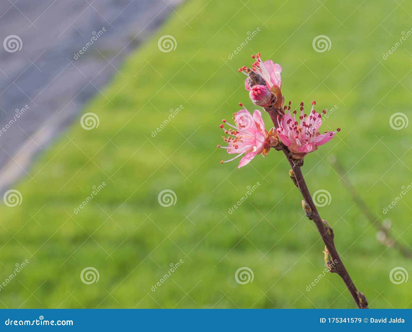 Prunus Persica Rosaceae Tree Flowers Stock Image - Image of nature ...