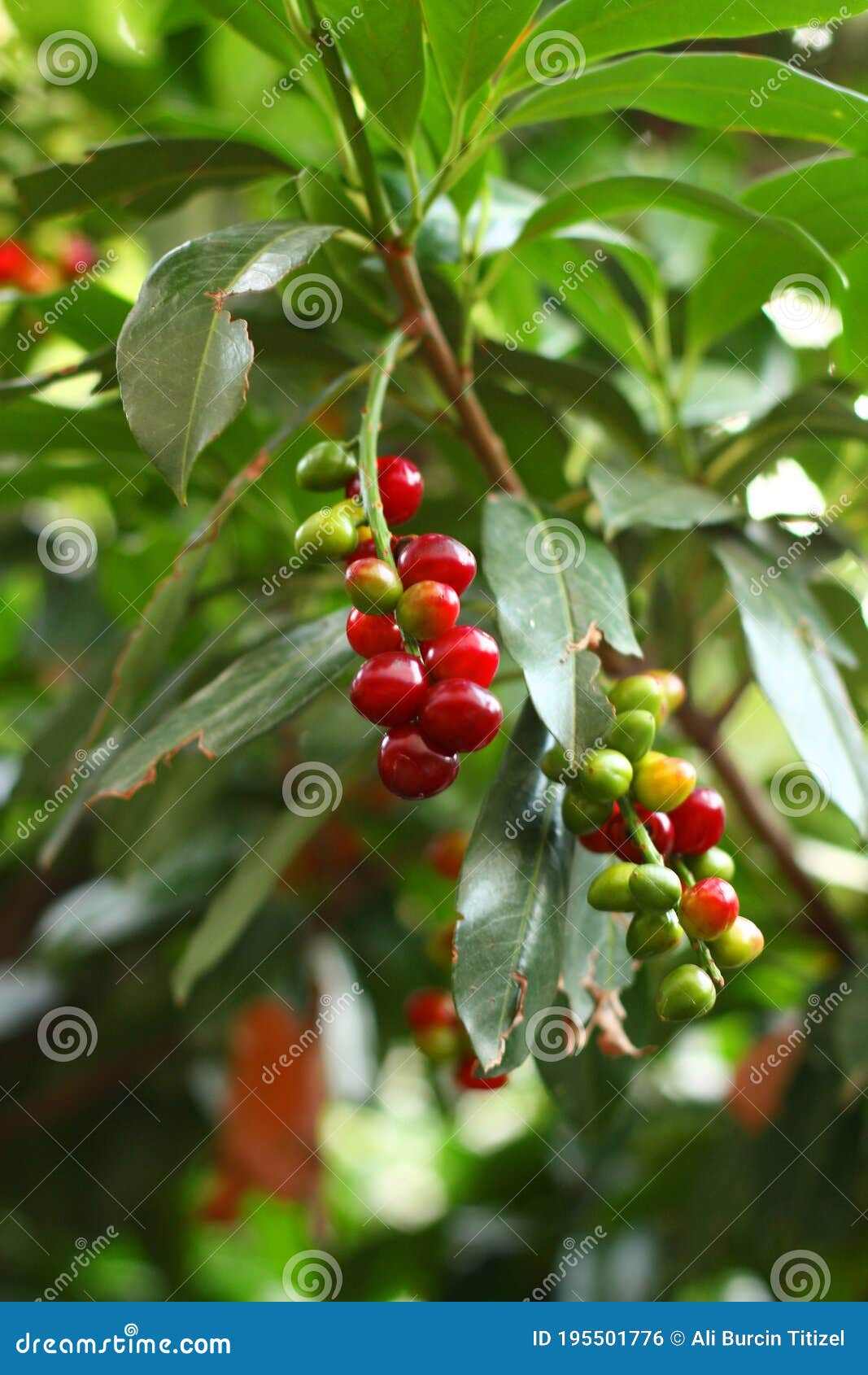 Prunus Rosaceae on Tree Branchripe Stock Photo - Image of sweet, green ...