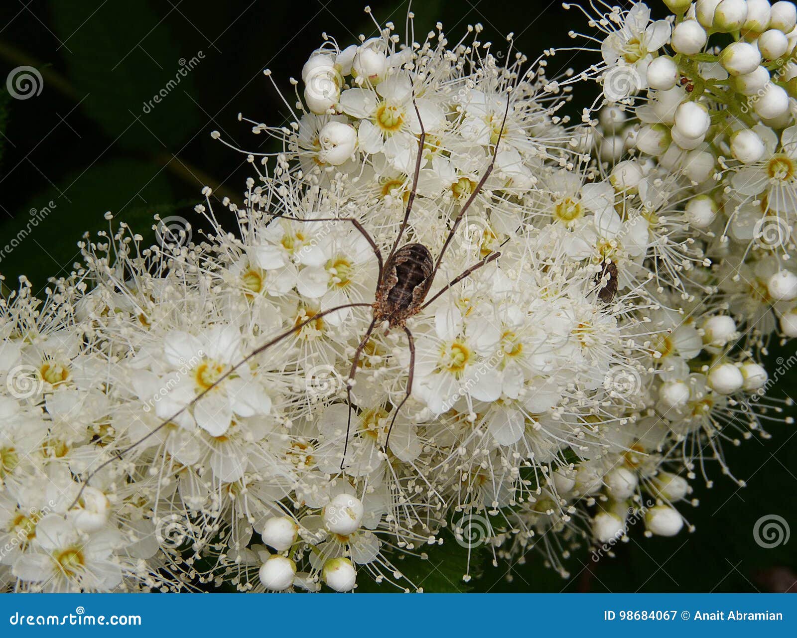 Prunus serotina and spider stock image. Image of cherry - 98684067